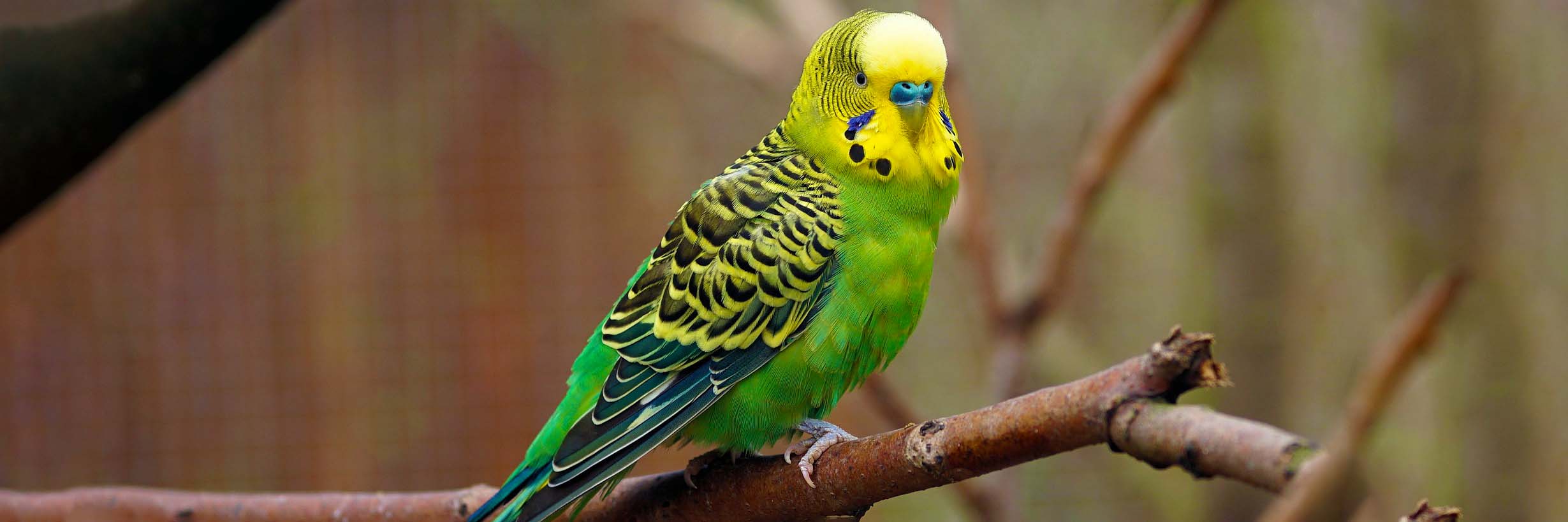 La perruche ondulée - Beaphar